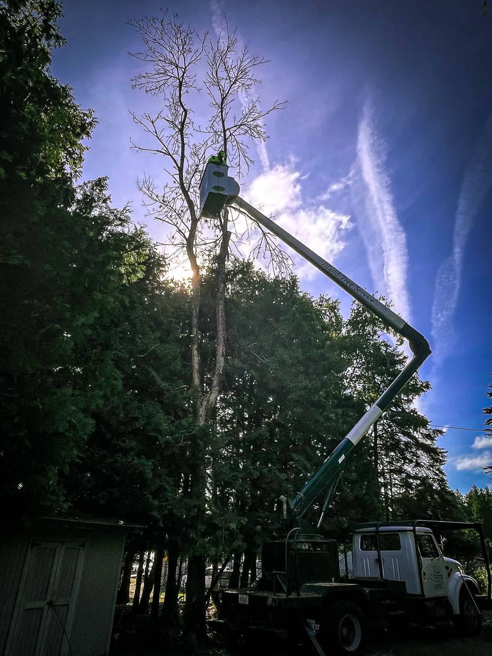 Island Tree Service