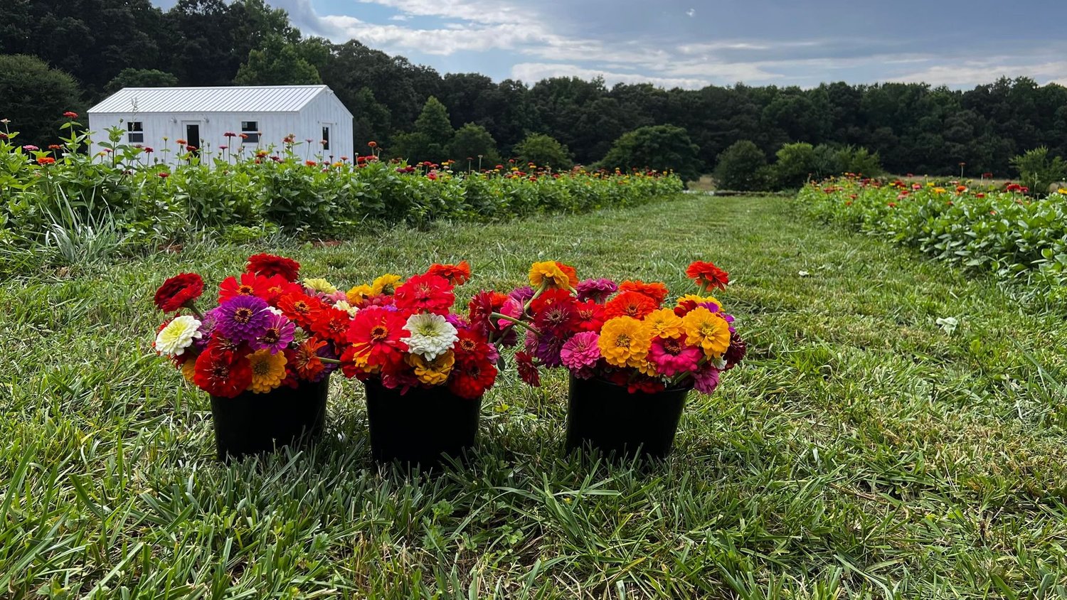 Big Hart Farm