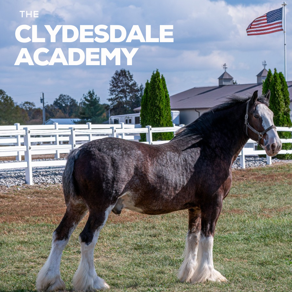 The Clydesdale Academy | Hands-On Learning Experience at JFP Equine ...