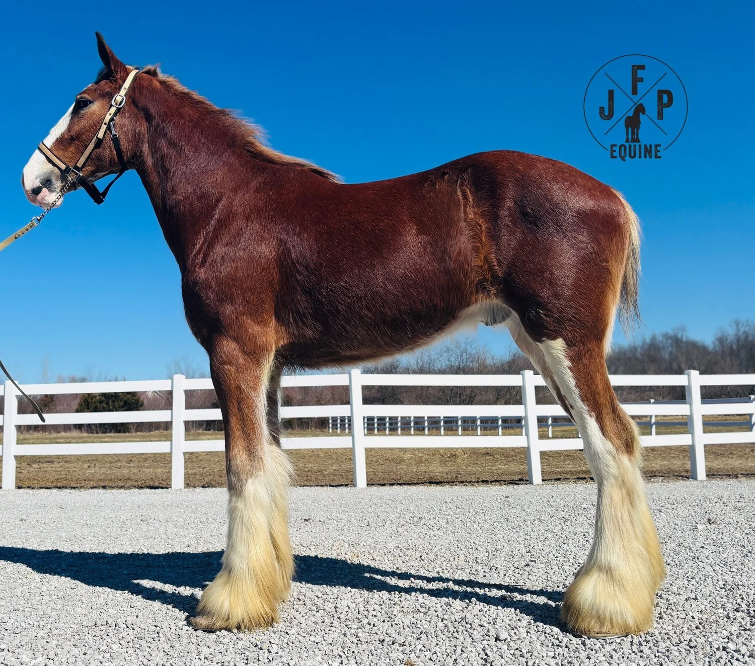 Clydesdales for Sale | Buy World-Class Clydesdales at JFP Equine — JFP ...