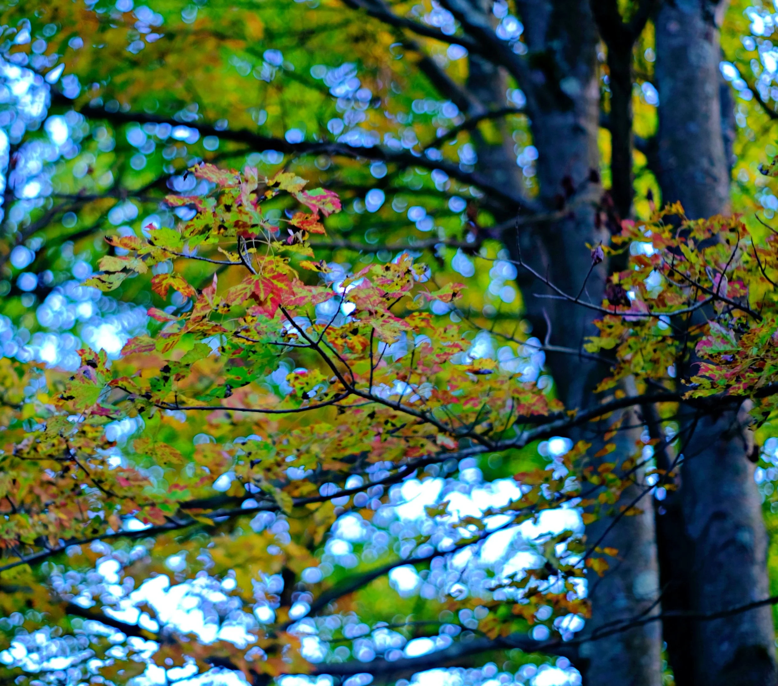 Nature — Exposed By Silverstone
