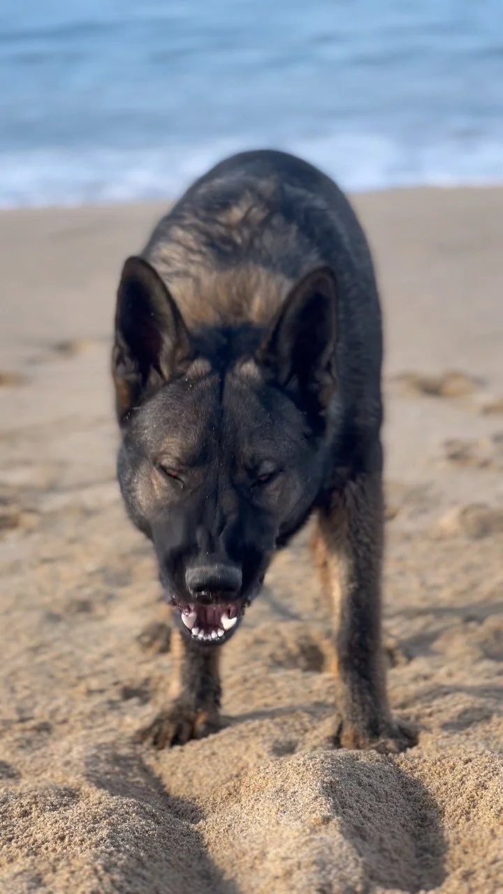 Meet Vilk — evazubeck