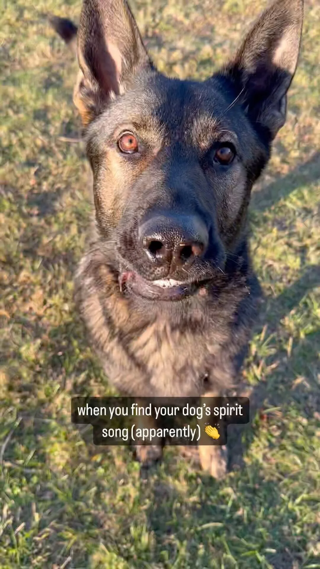 Meet Vilk — evazubeck