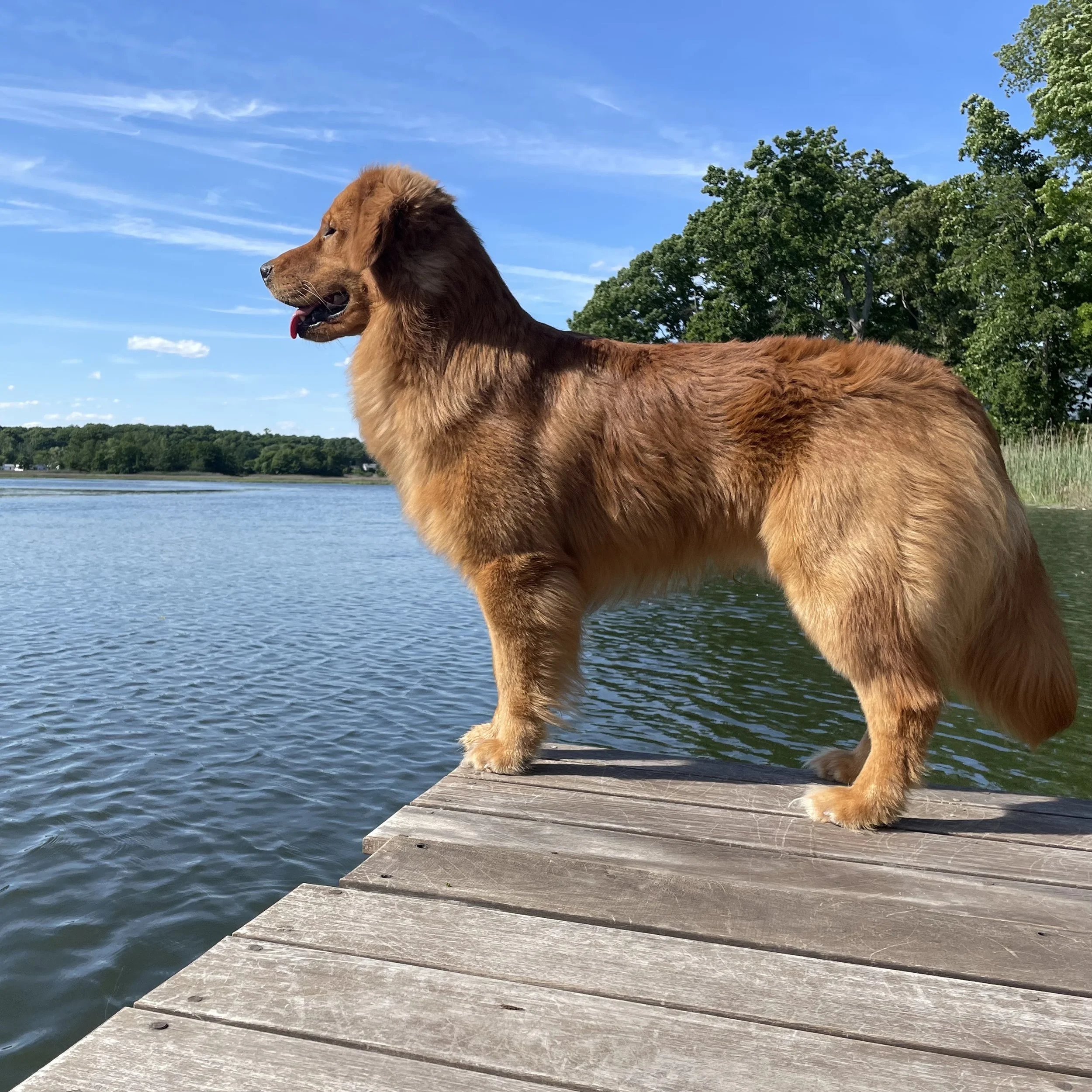 How to Find a Red Golden Retriever — Tippykayak
