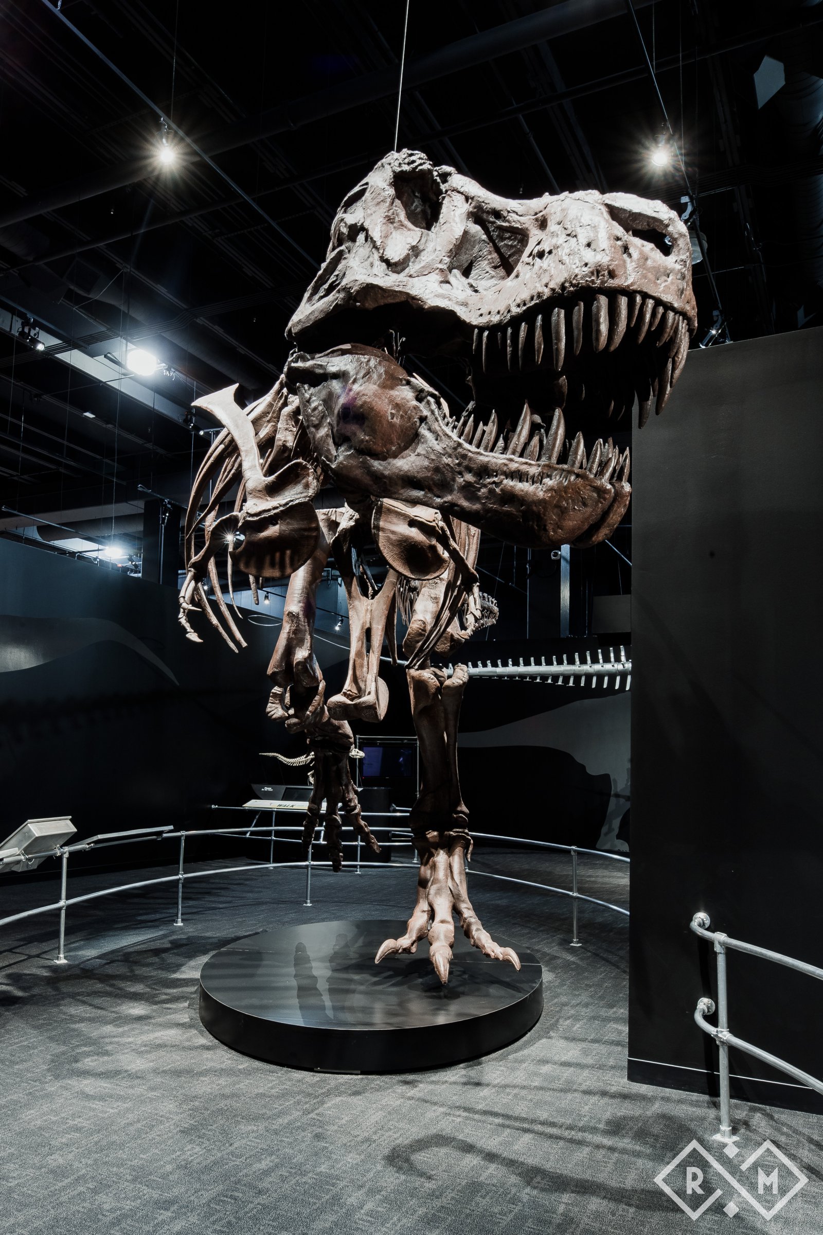Dinosaur Exhibit at COSI - Commercial Photography Columbus, Ohio ...