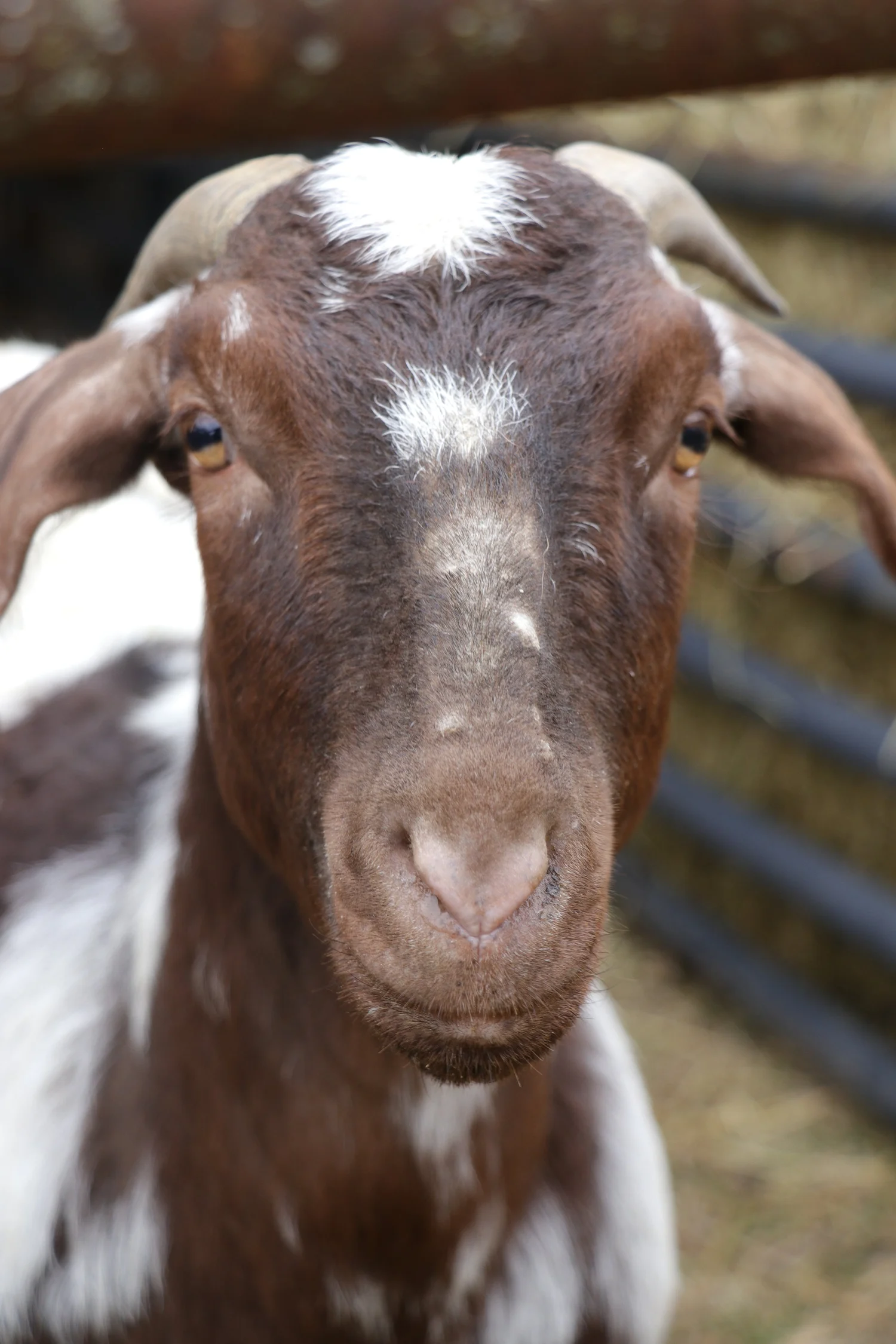 PLAN YOUR VISIT — Maple Row Sugar House