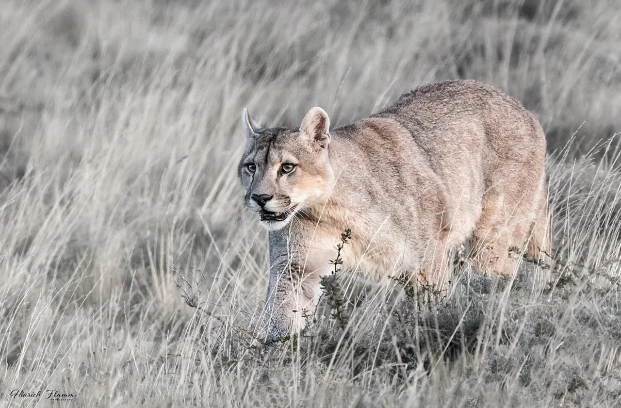 Puma, Chile — Hinrich Flamm