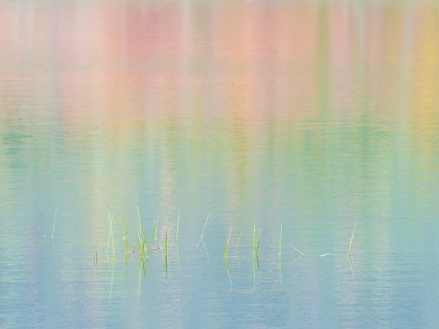 Colleen Miniuk Photography & Writing