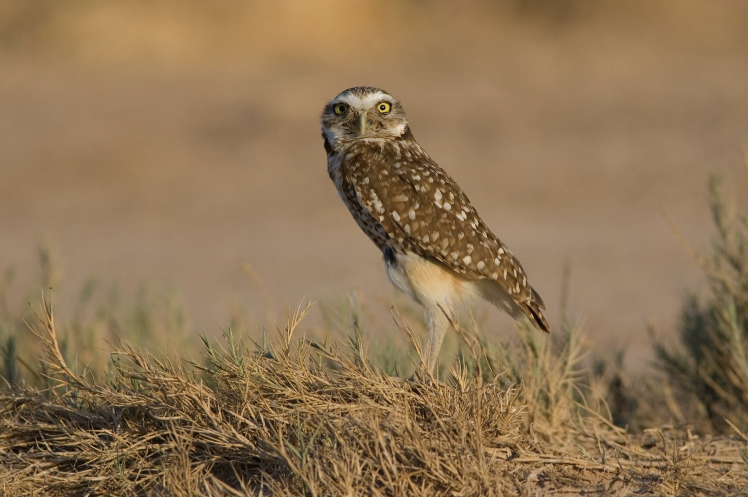 U.S. Endangered Species Act “Habitat” Definition Rescinded — Everview Law