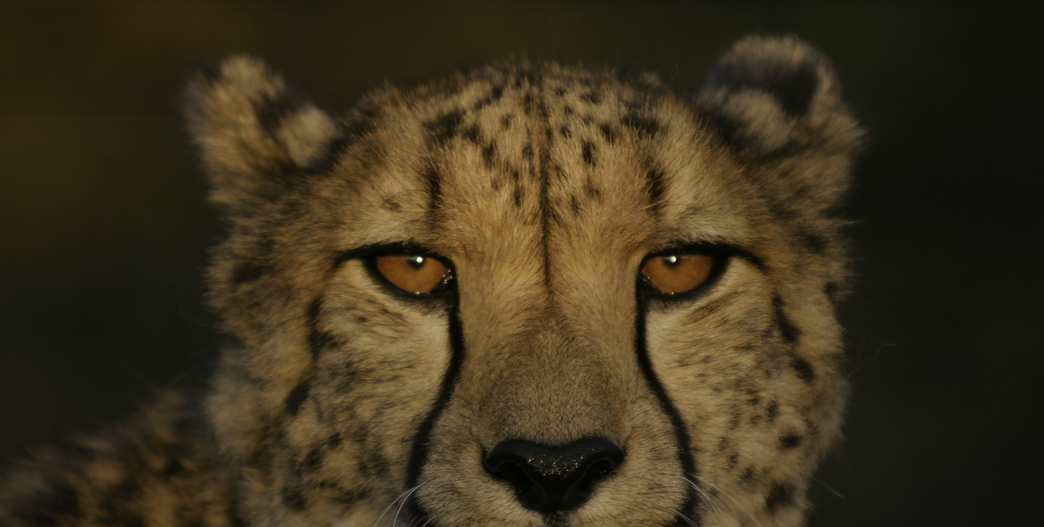 12 Cheetahs — Cabela Family Foundation
