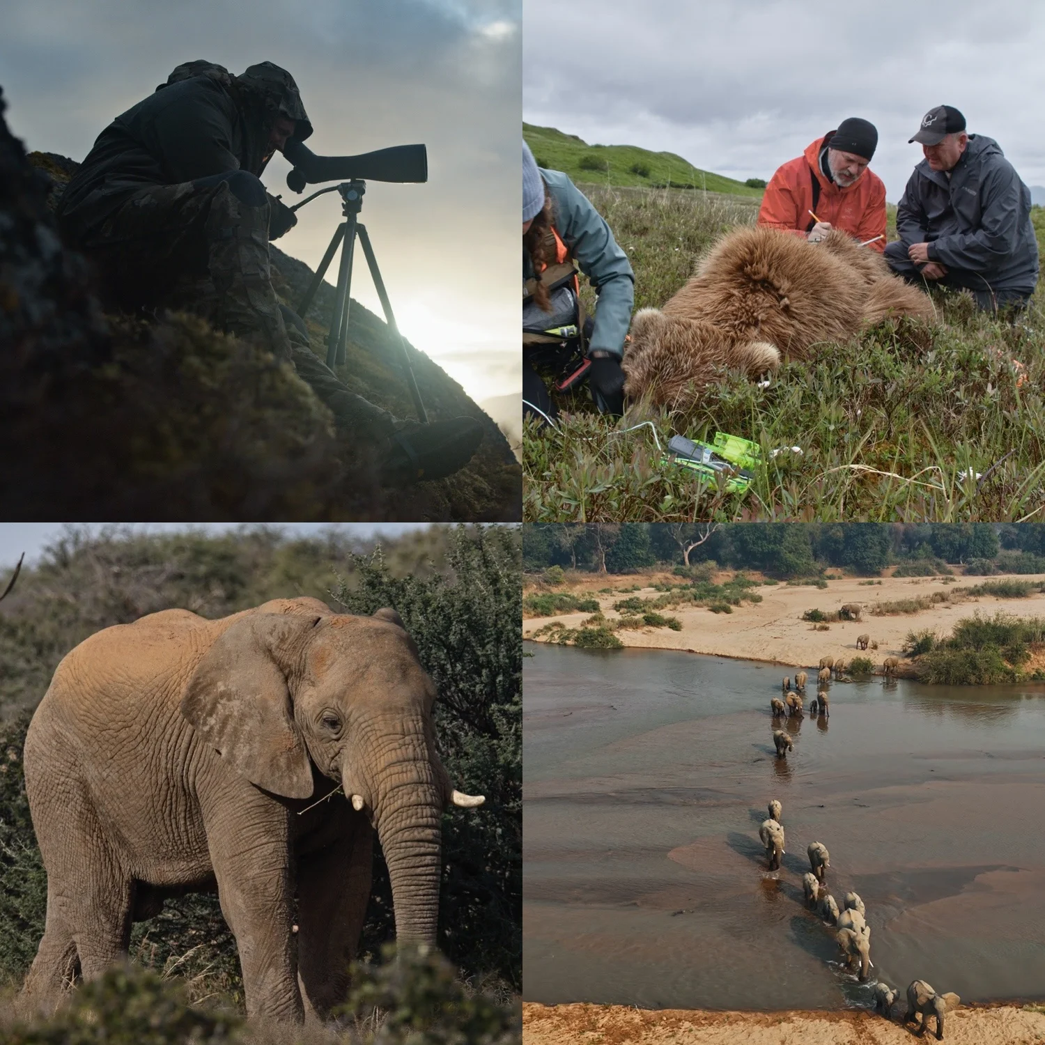 Tackling Elephant Conservation Today — Cabela Family Foundation