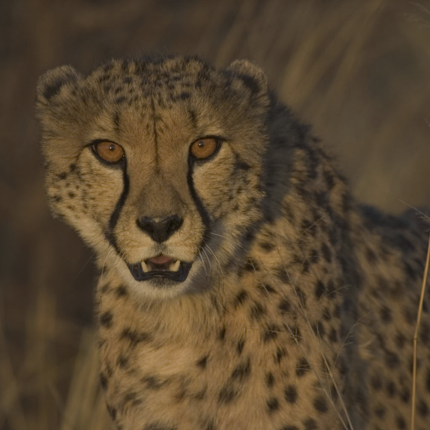Cheetah Reintroduction Project - Annual report 2021 — Cabela Family ...