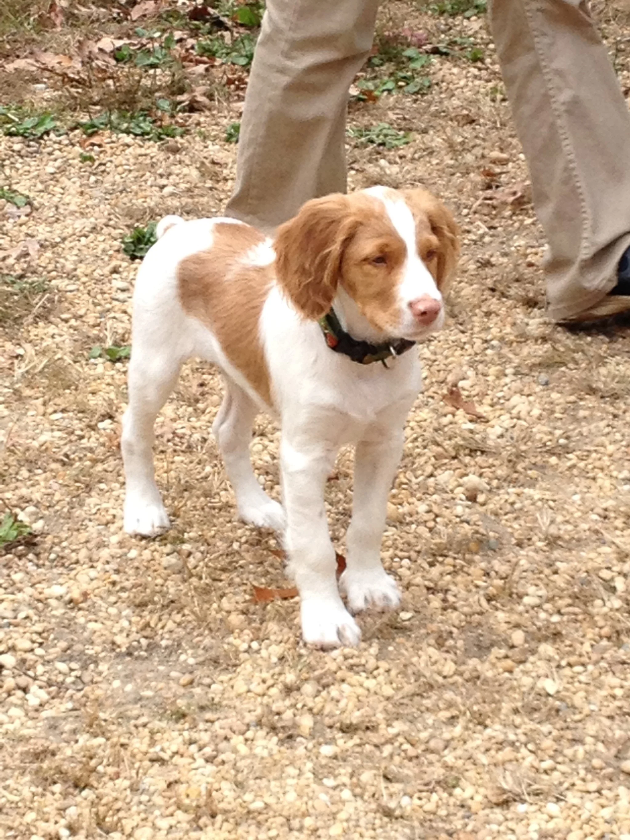 Meet Trapper — Rob's Brittanys