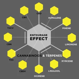 What is the Entourage Effect? — thcviva