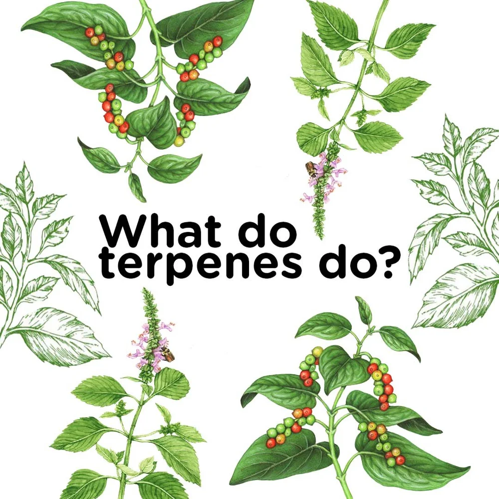 What Are Terpenes and What Do They Do? — thcviva