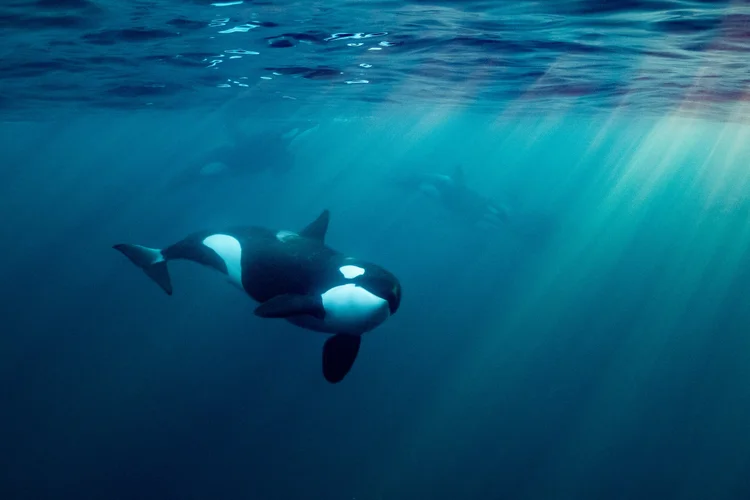Swim with orcas in Norway — WATERBORN EXPEDITIONS