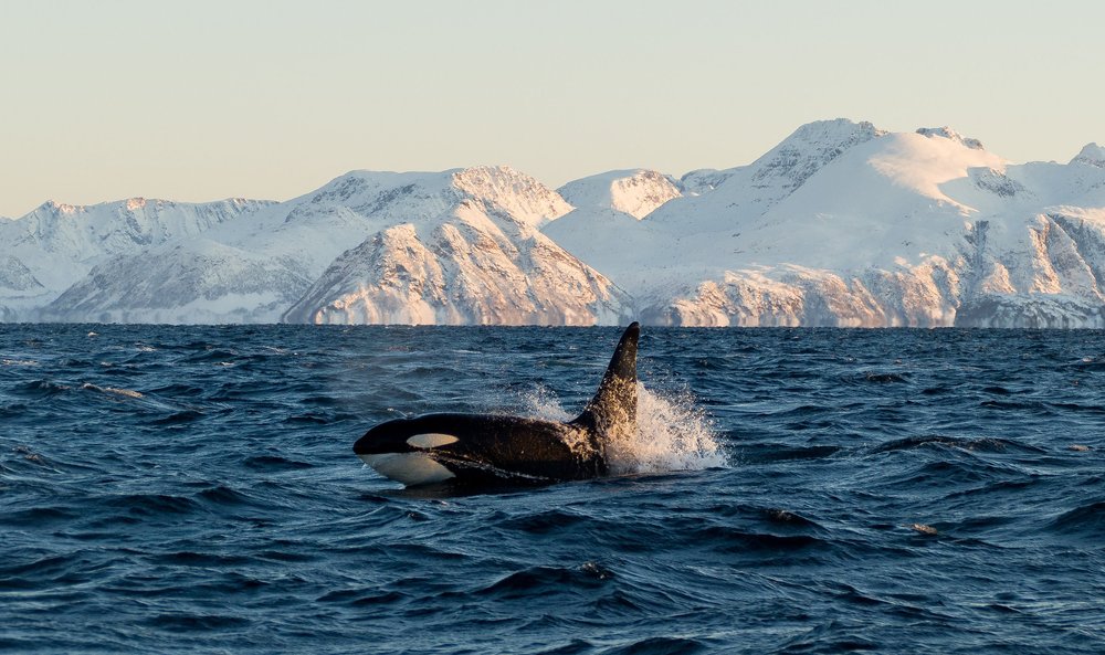 Swim with orcas in Norway — WATERBORN EXPEDITIONS