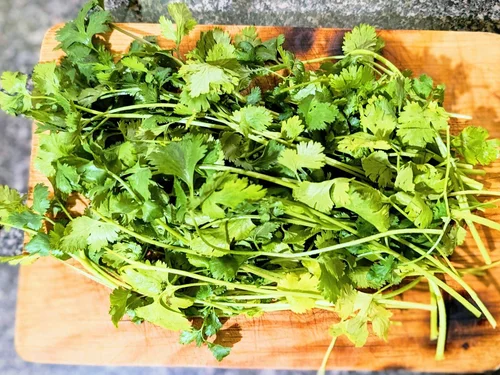 Zhoug: Spicy Cilantro Sauce Recipe