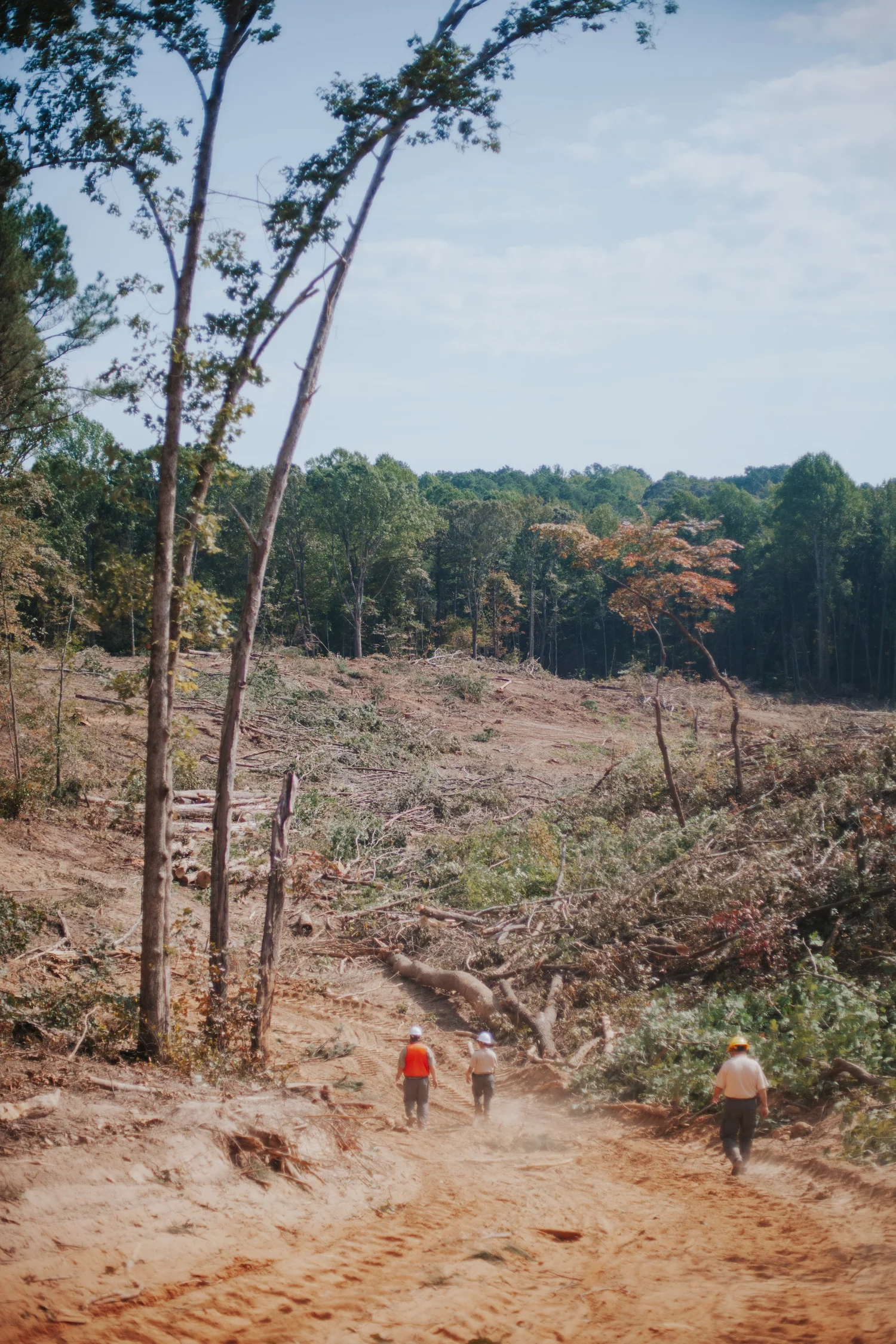 Tennessee Forestry Foundation