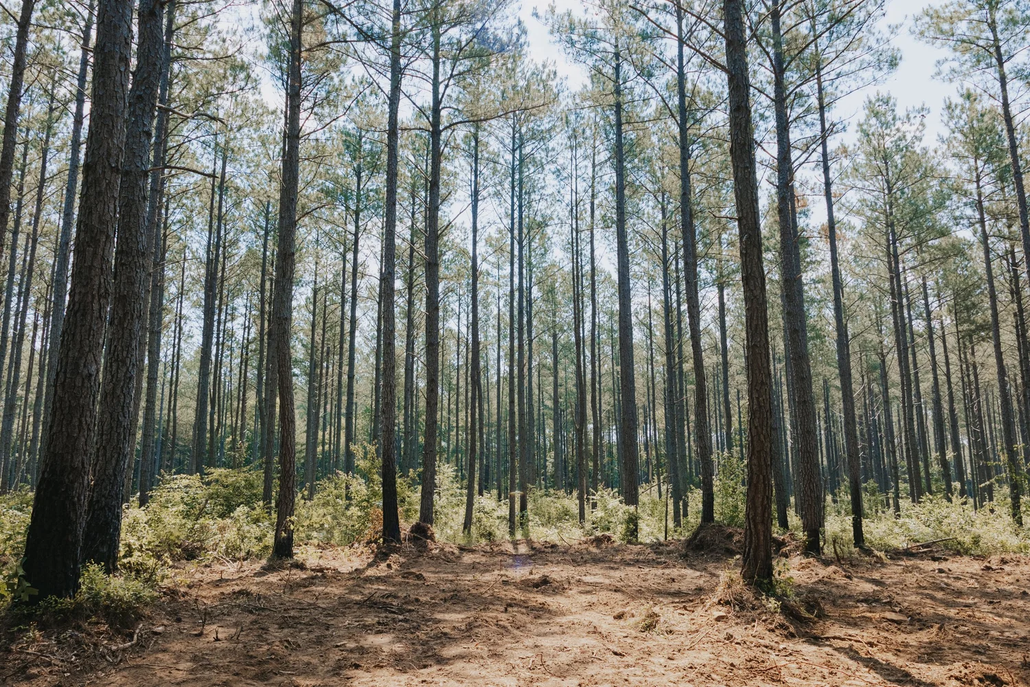 Tennessee Forestry Foundation