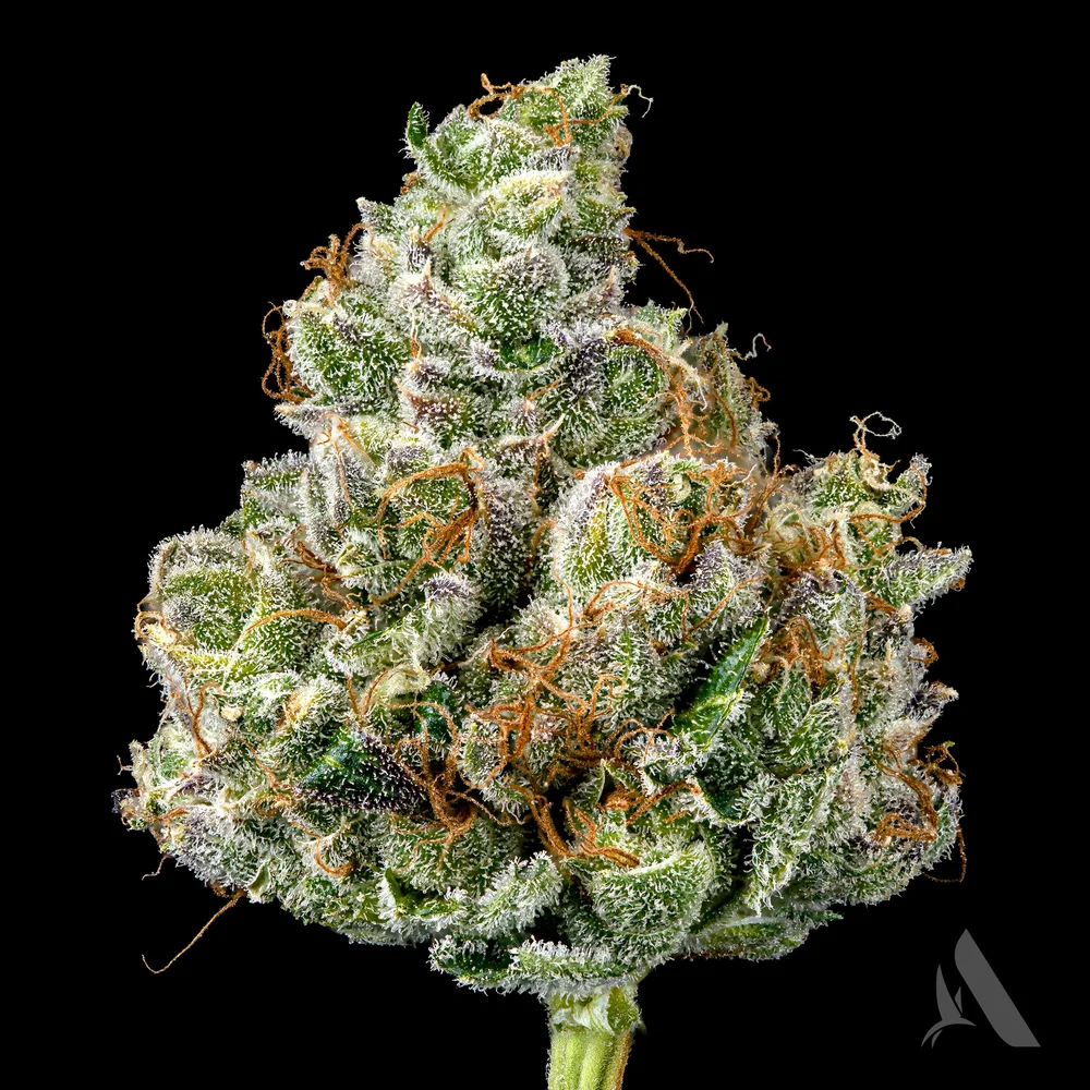 Lemon Delight — Affinity Grow