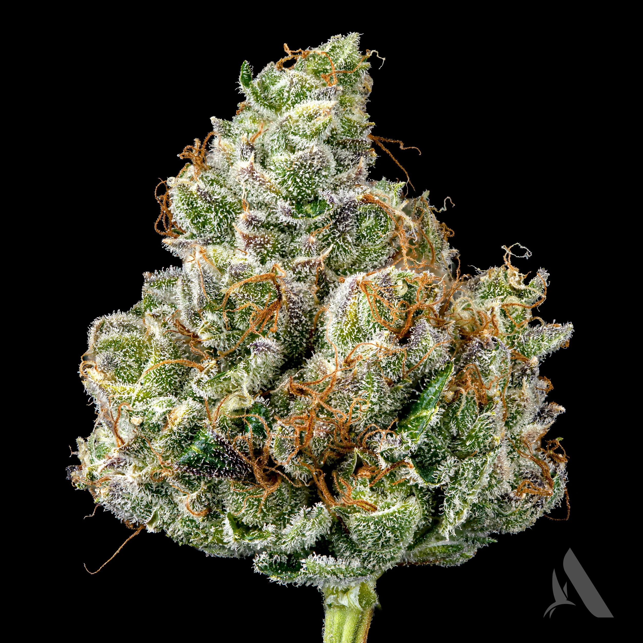 Lemon Delight — Affinity Grow