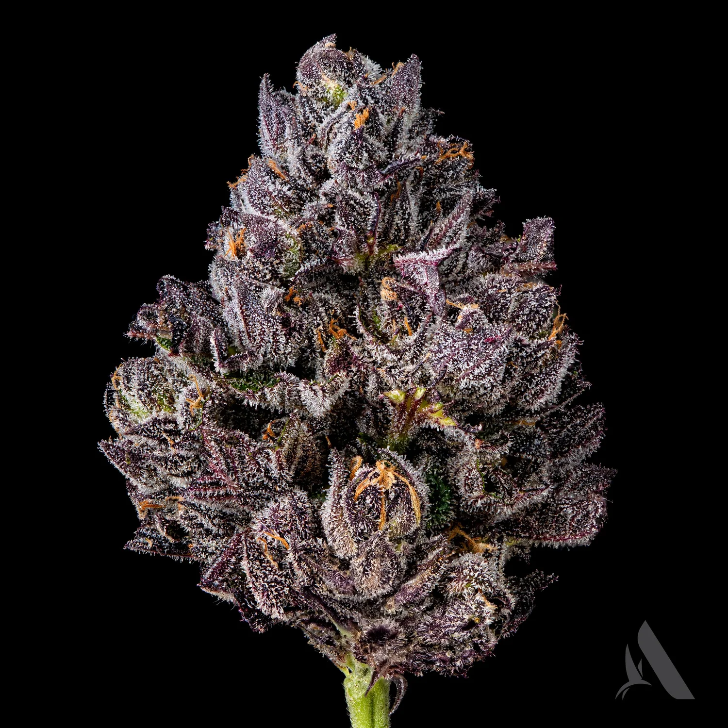Affinity Grow Flower Strains | Premium Craft Cannabis — Affinity Grow