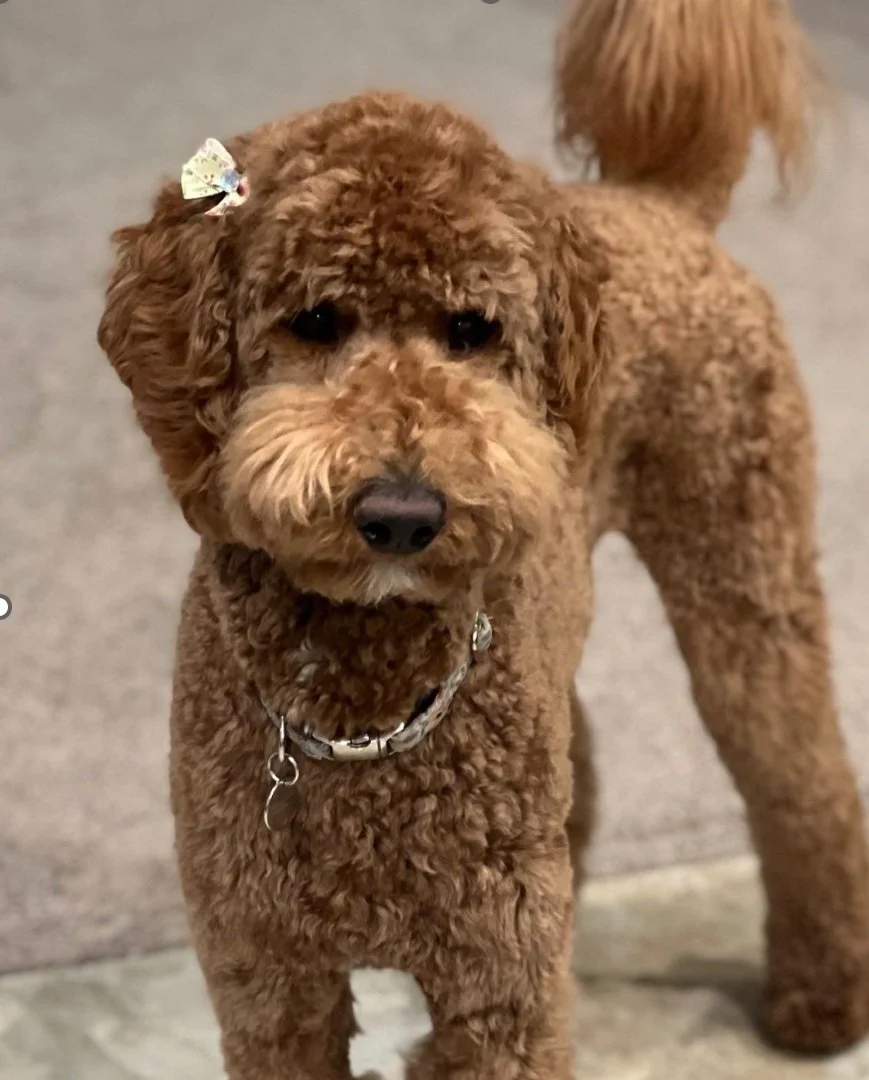 Pets of TOG — The Ortiz Group