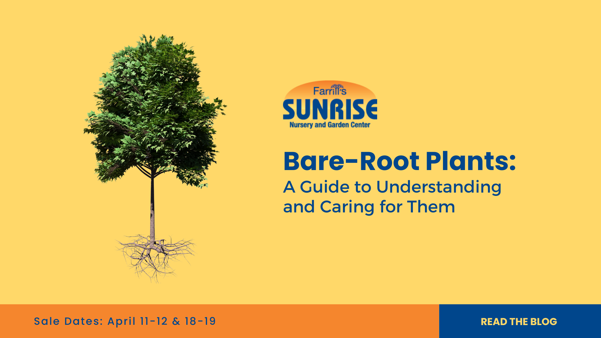Bare-Root Plants: A Guide to Understanding and Caring for Them ...