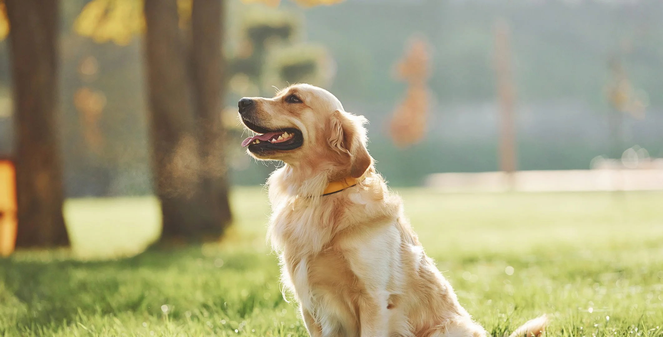 King's Point Dog Park — Tomiak Foundation