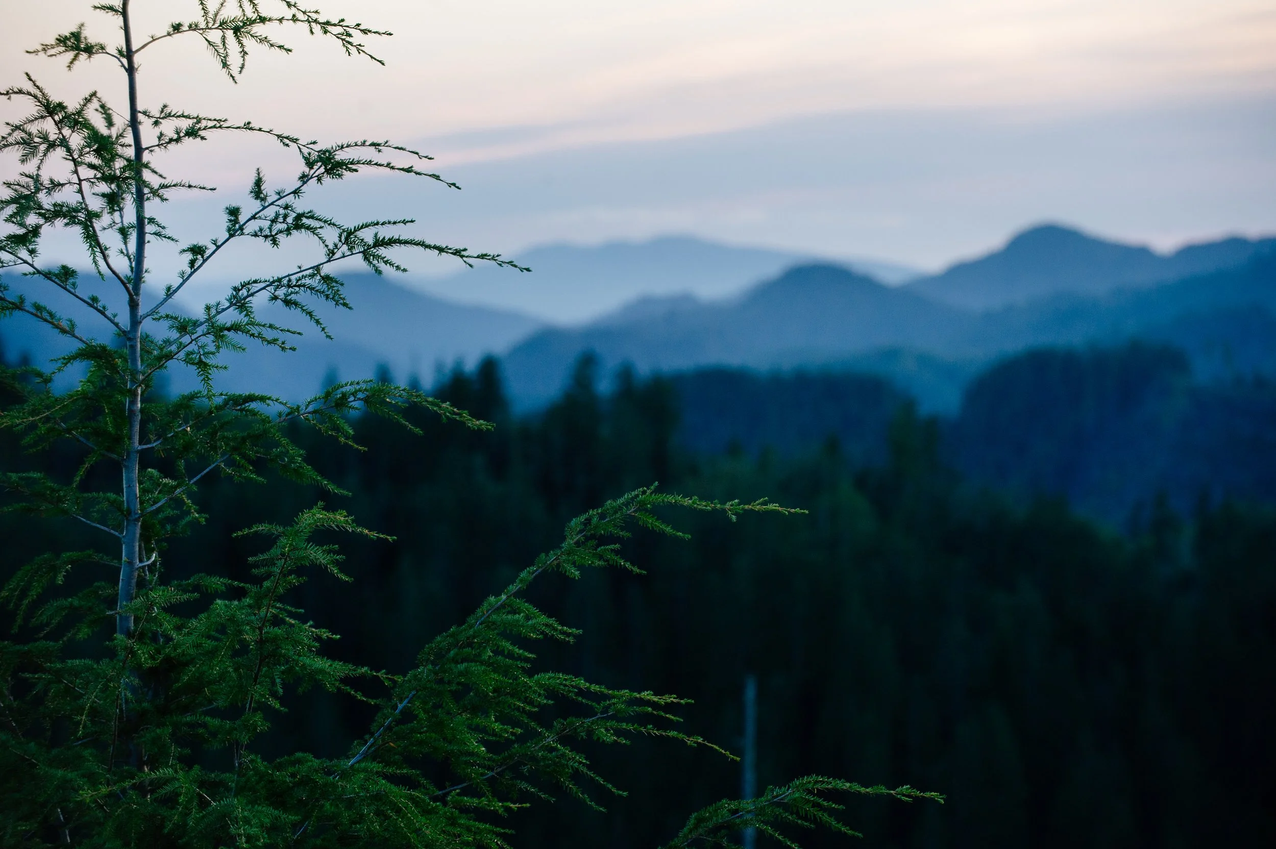 Our Impact | Explore and Support Oregon Forests — State Forests Trust