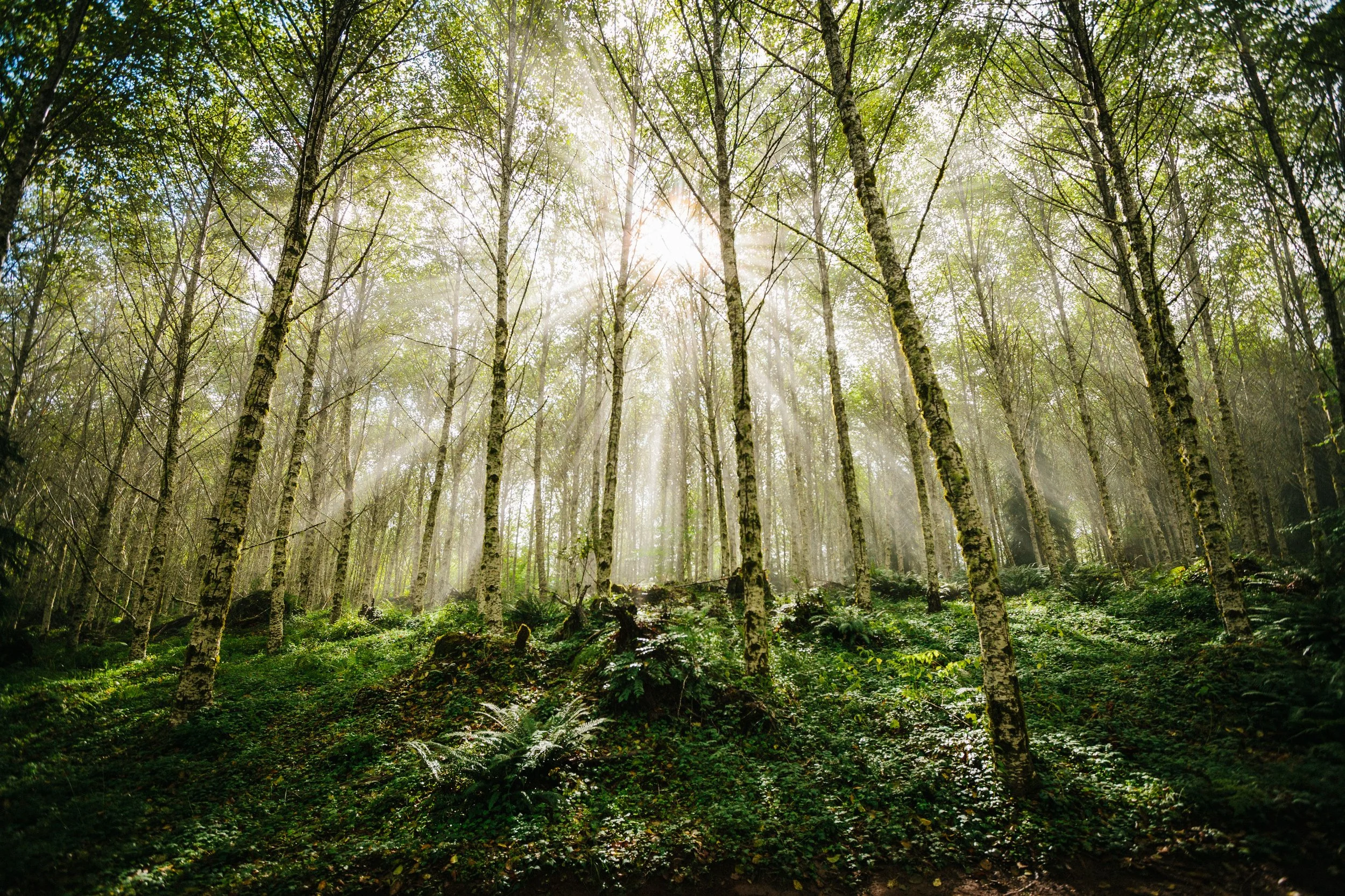 State Forests Trust | Explore & Support Oregon Forests