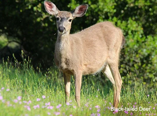 Wunderlich Park — Friends of Huddart and Wunderlich Parks