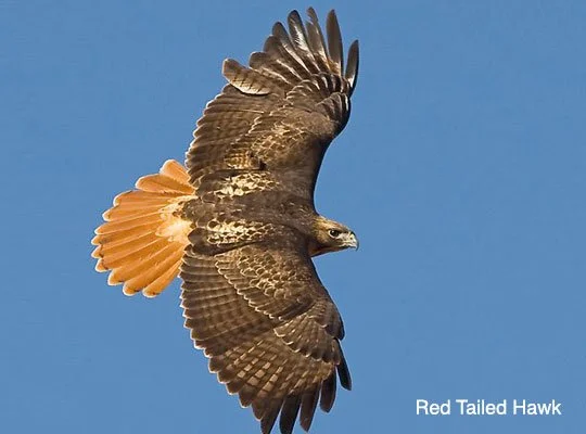 Wunderlich Park — Friends of Huddart and Wunderlich Parks
