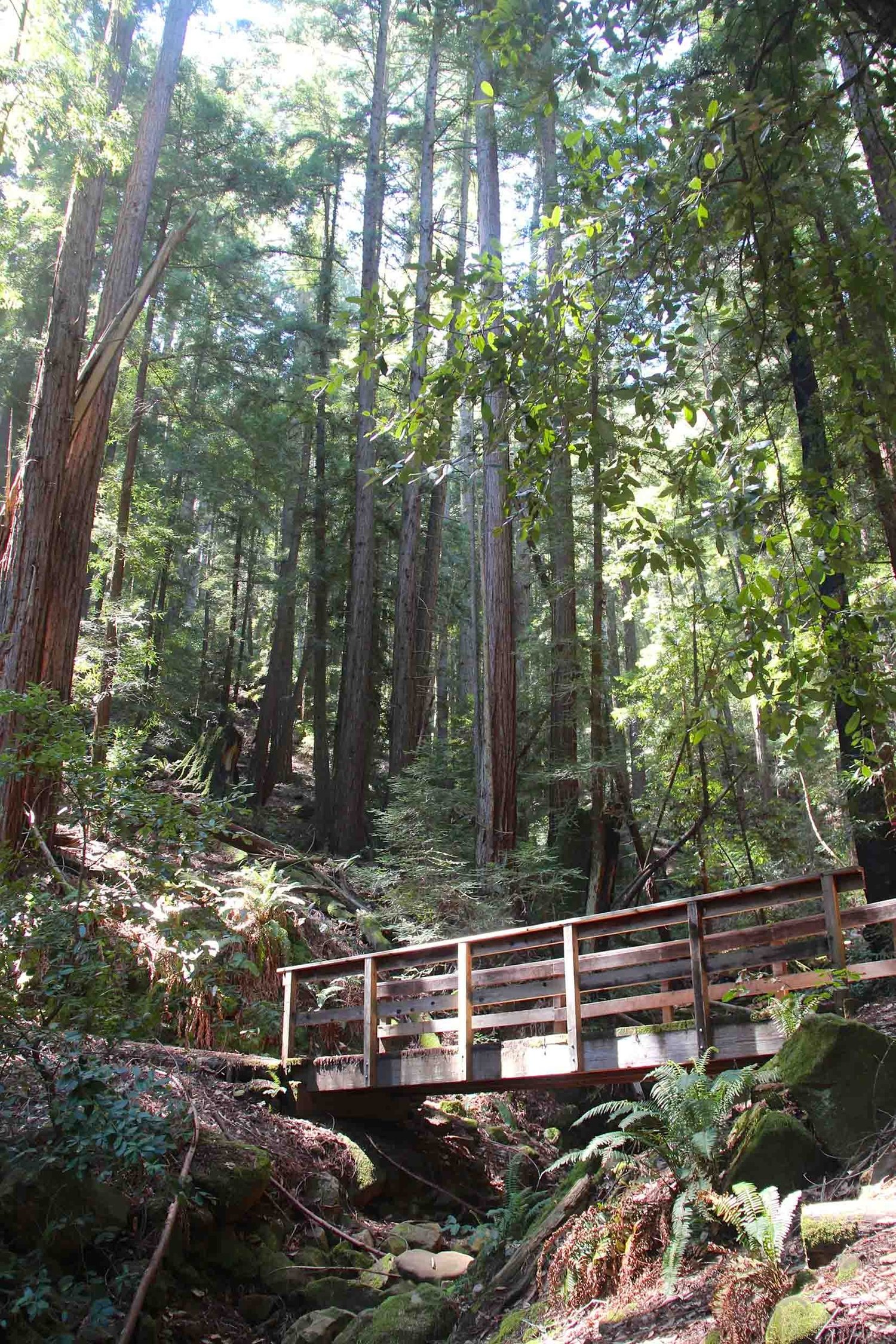 Huddart Park — Friends of Huddart and Wunderlich Parks