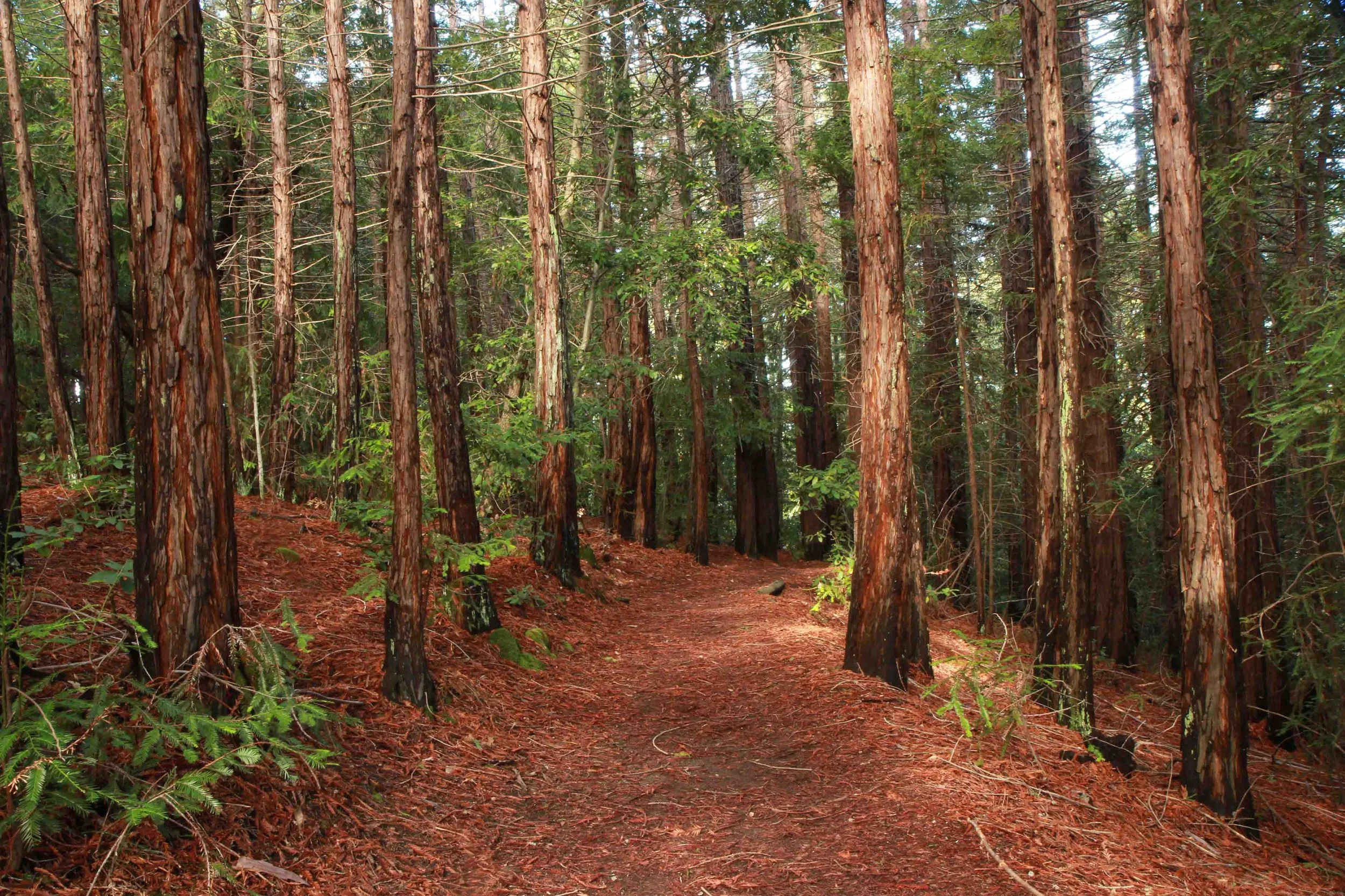 Wunderlich Park — Friends of Huddart and Wunderlich Parks