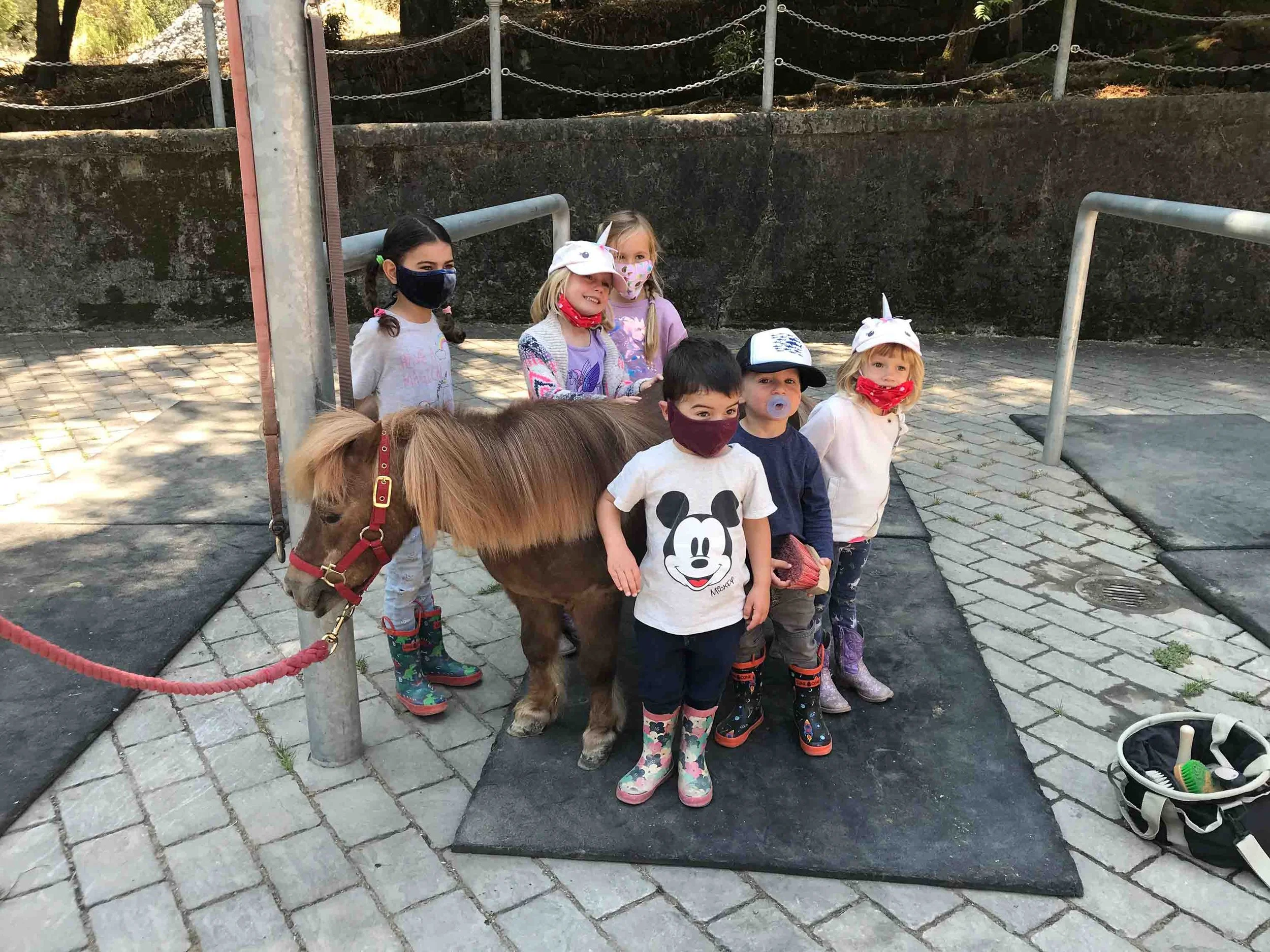 Meet a Mini Horse — Friends of Huddart and Wunderlich Parks