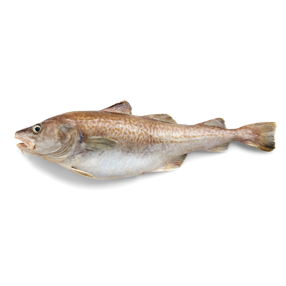 Products — F.W. Bryce, Inc.