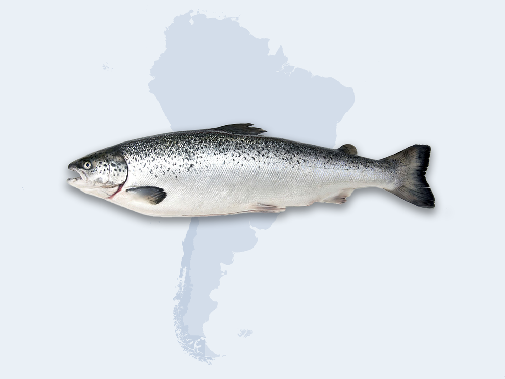 Chilean Salmon — F.W. Bryce, Inc.