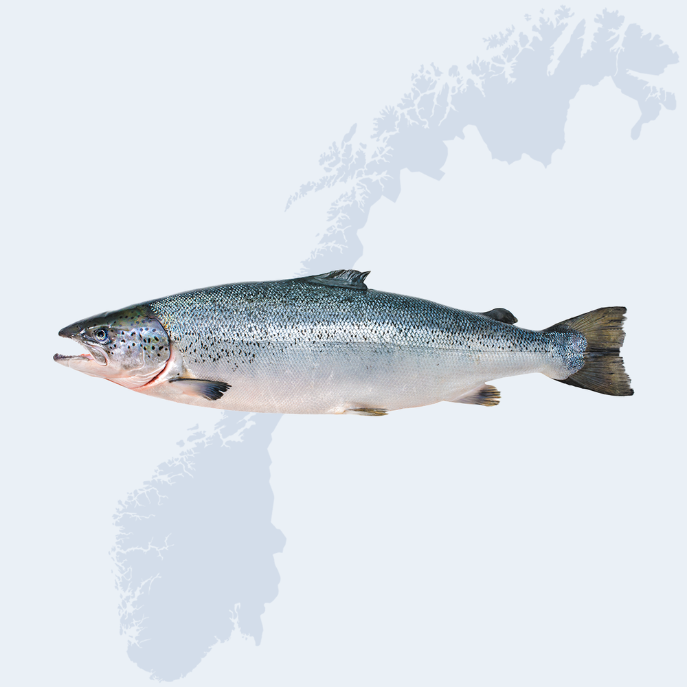 Norwegian Salmon — F.W. Bryce, Inc.