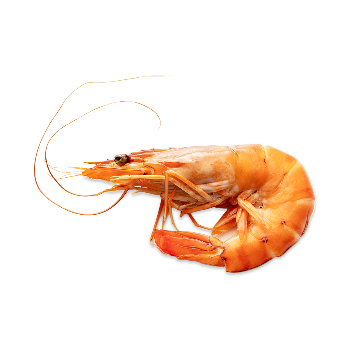 Norwegian Salmon — F.W. Bryce, Inc.