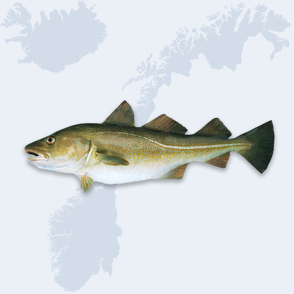 North Atlantic Cod — F.W. Bryce, Inc.