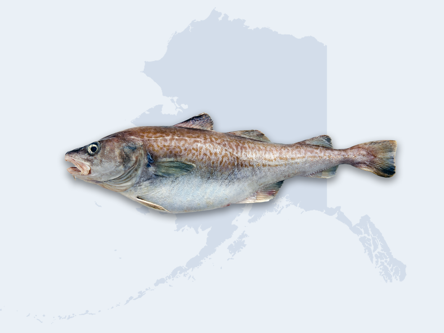 Alaska Cod — F.W. Bryce, Inc.