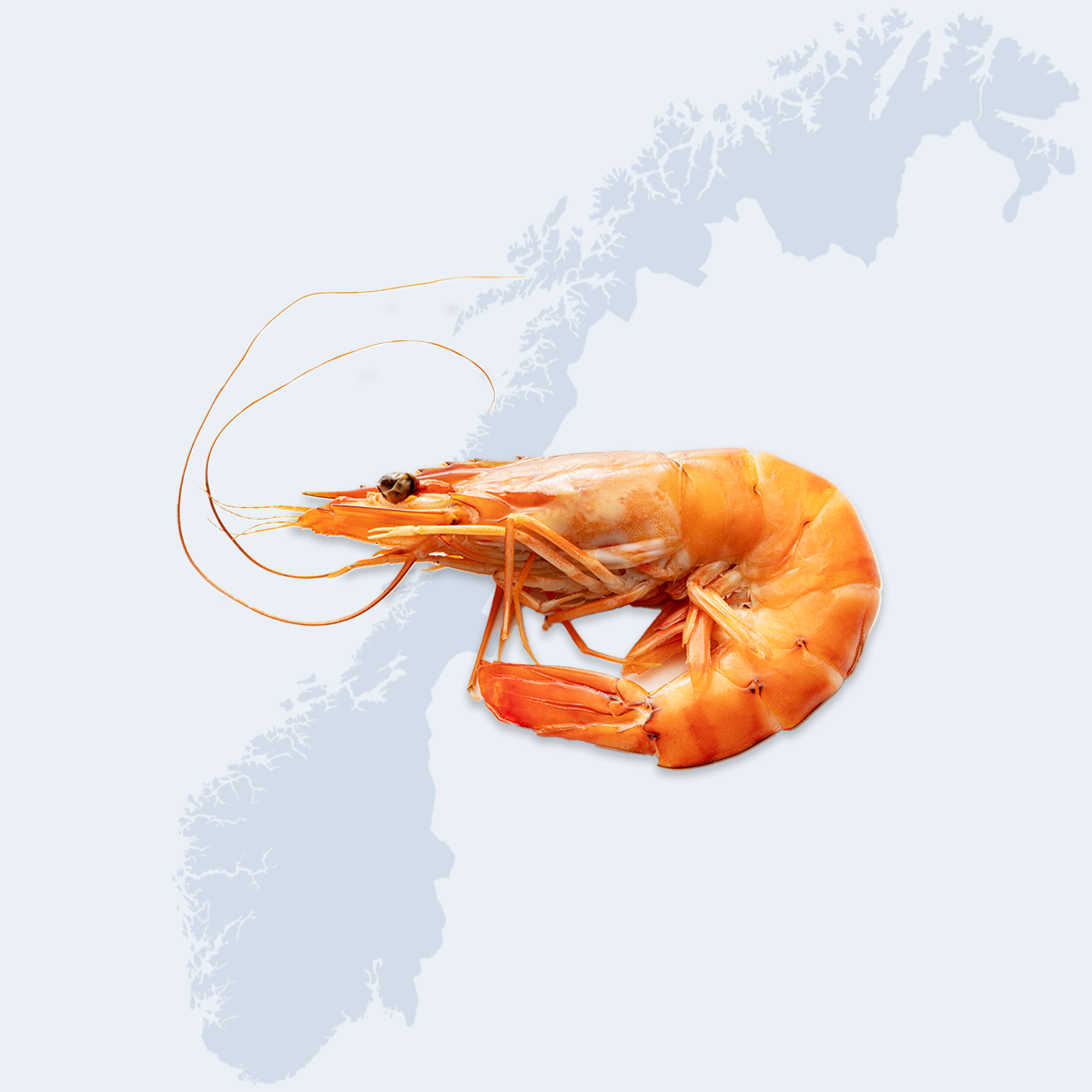 Norwegian Coldwater Shrimp — F.W. Bryce, Inc.