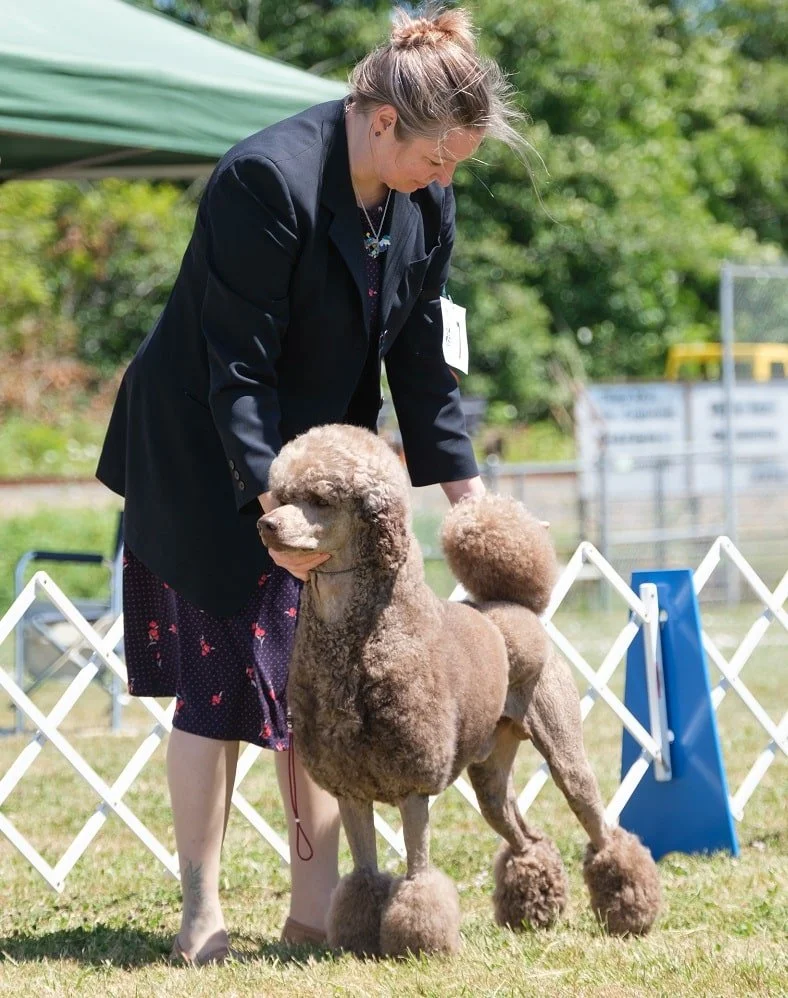 Poodle Gallery — Columbia Poodle Club