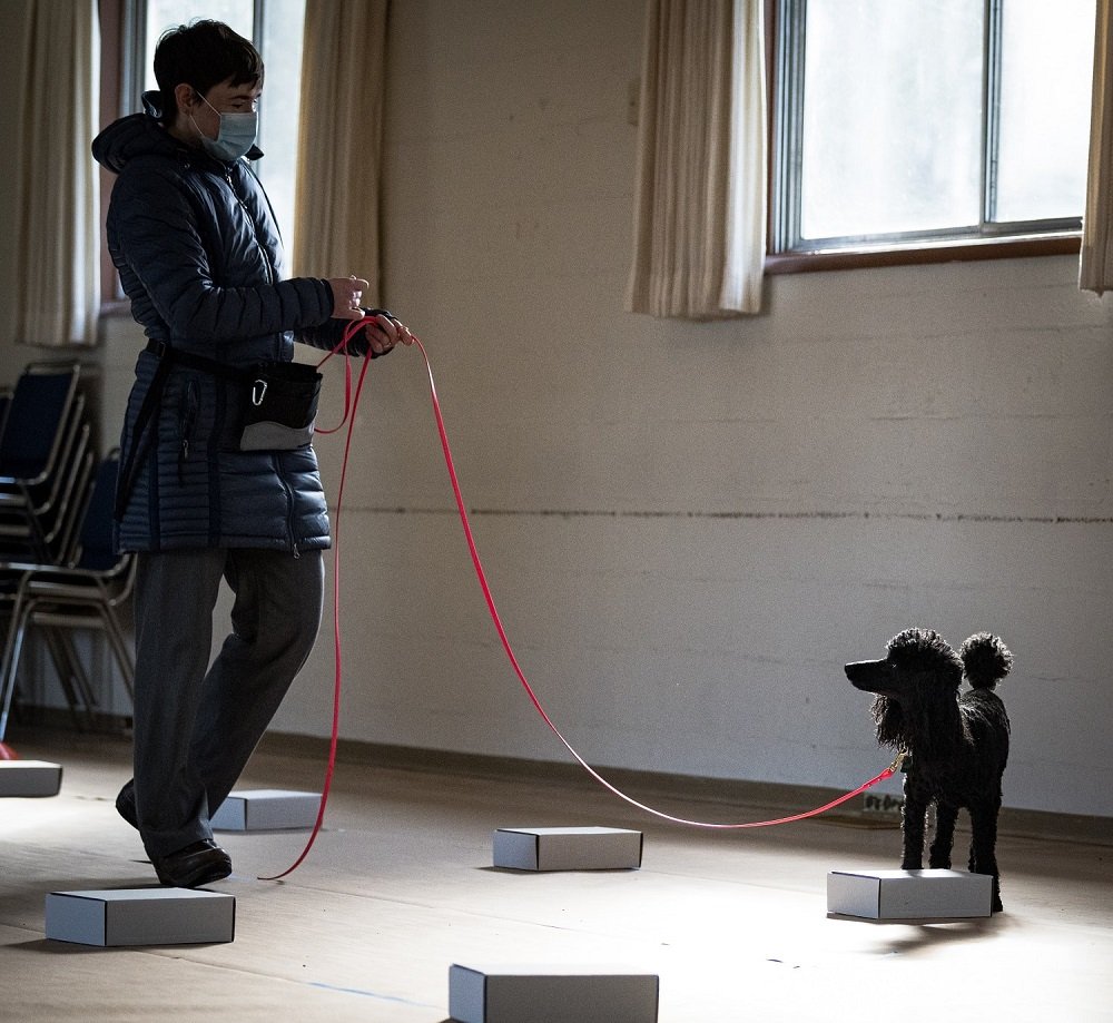 Poodle Gallery — Columbia Poodle Club