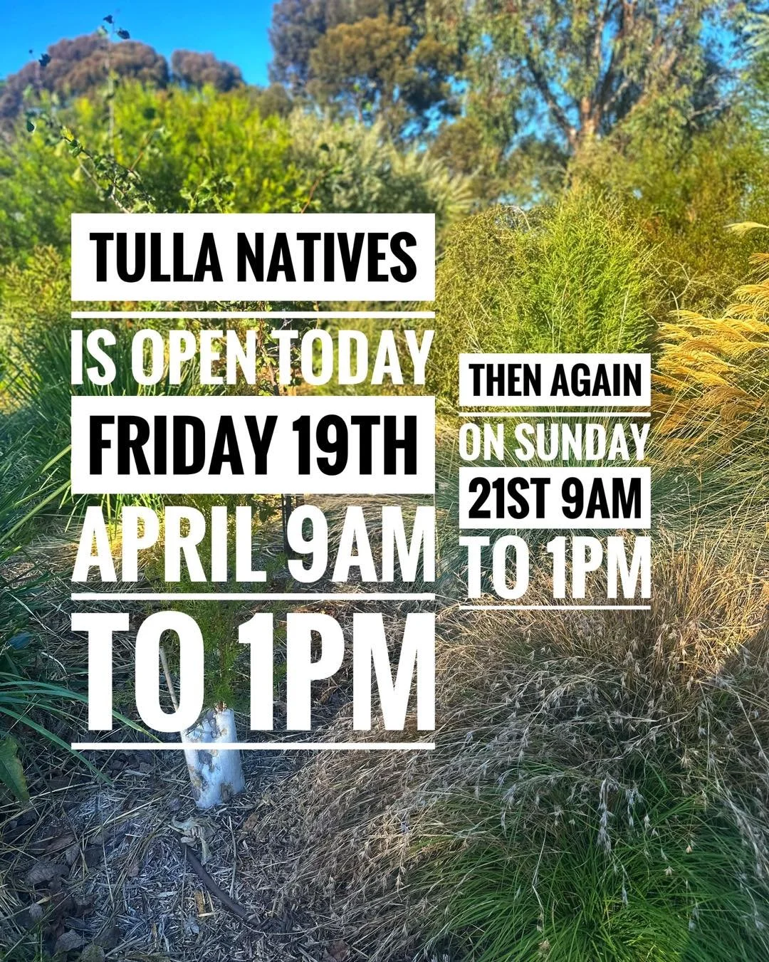 Open Days — Tulla Natives - Wholesale Native Plant Nursery in rural NSW ...