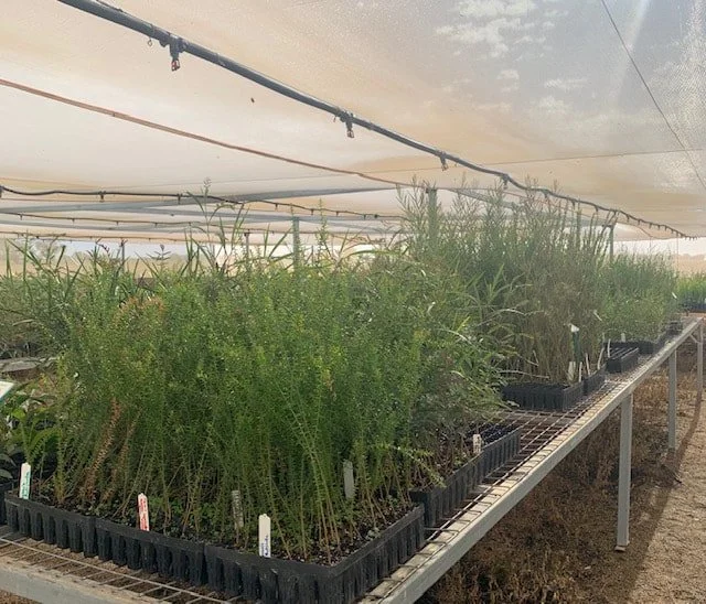Native Nursery — Tulla Natives