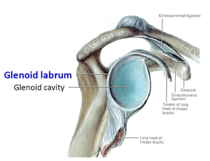 Labral Tears — Khalid Mohammed Orthopaedic Surgeon