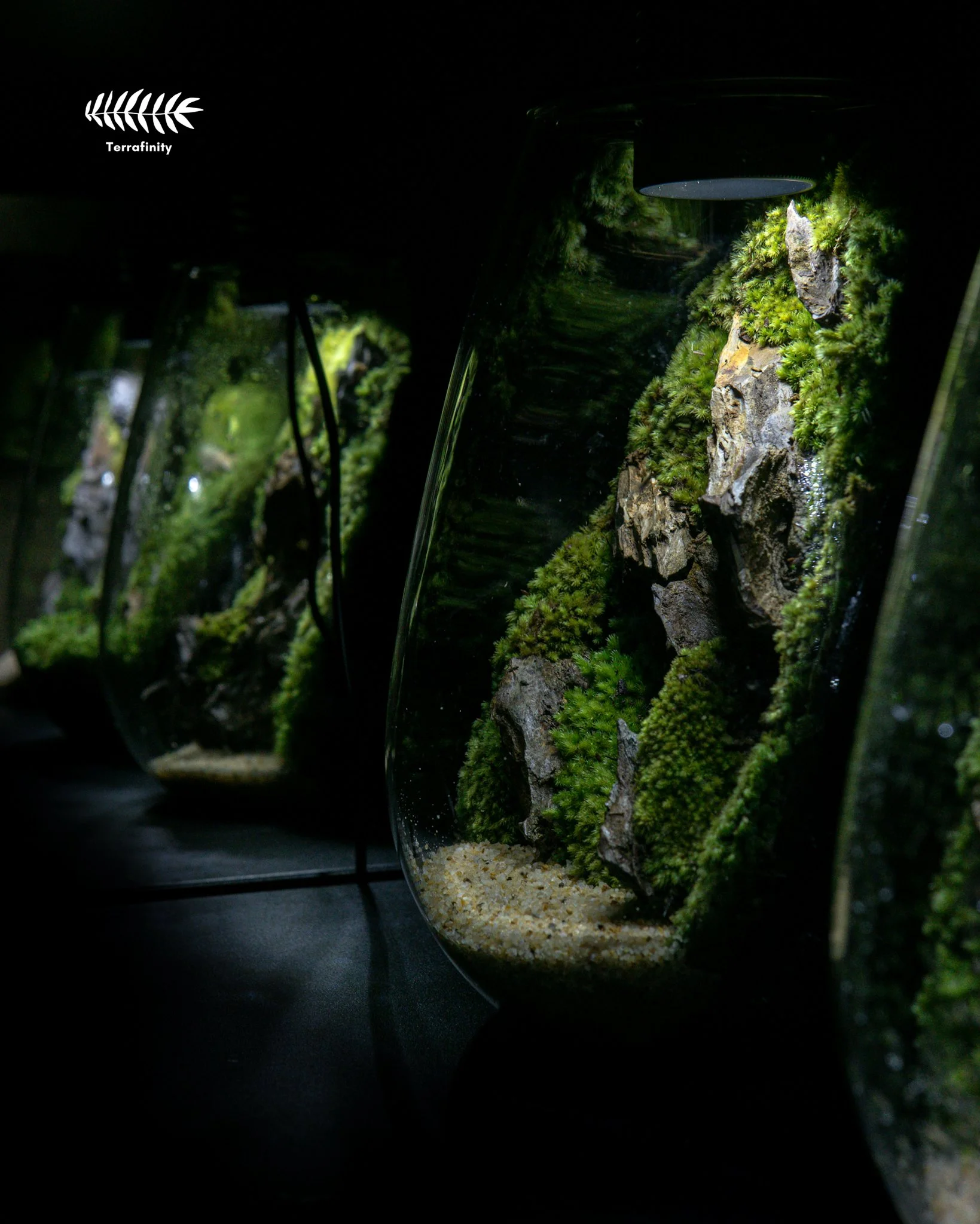 Terrariums Philippines